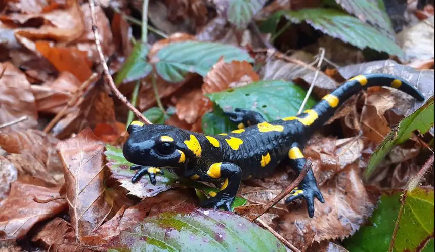 Fire Salamander | The Animal Facts | Appearance, Diet, Habitat, Behavior