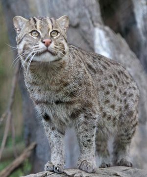 Fishing cat | The Animal Facts