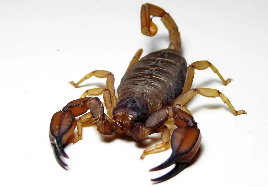 Flinders Ranges Scorpion | The Animal Facts | Appearance, Diet, Habitat