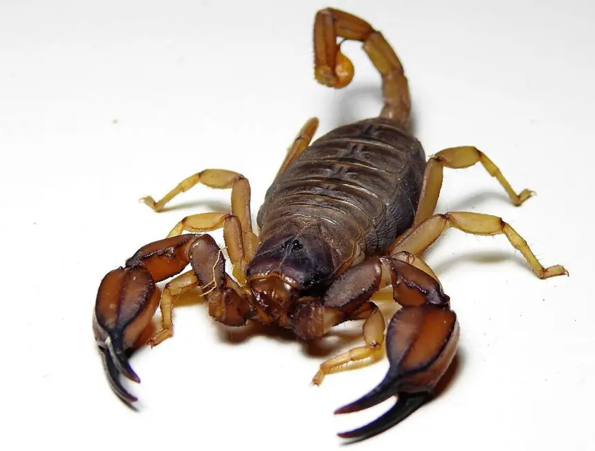 Striped Scorpion | The Animal Facts | Appearance, Diet, Habitat, Behavior