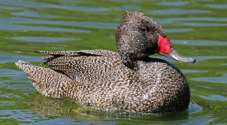 Freckled Duck | The Animal Facts | Appearance, Diet, Habitat, Lifespan