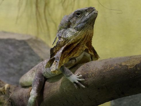Frilled-Neck Lizard - The Animal Facts - Habitat, Diet, Breeding, More!