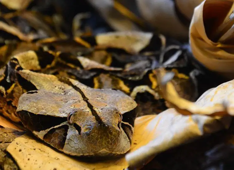 Gaboon Viper | The Animal Facts | Appearance, Behavior, Habitat