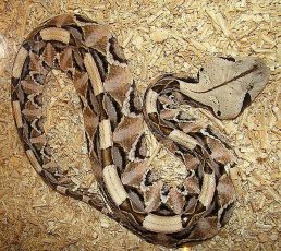 Gaboon Viper | The Animal Facts | Appearance, Behavior, Habitat