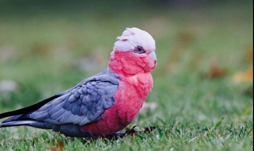 Galah | The Animal Facts | Appearance, Habitat, Diet, Behavior, Breeding