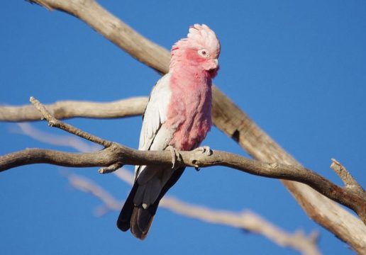 Galah | The Animal Facts | Appearance, Habitat, Diet, Behavior, Breeding