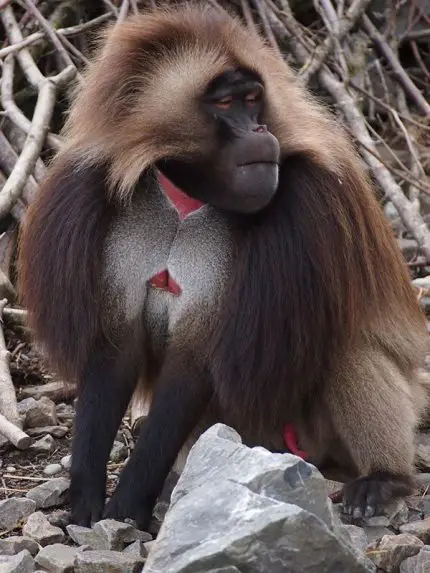 Gelada | The Animal Facts | Appearance, Diet, Habitat, Behavior