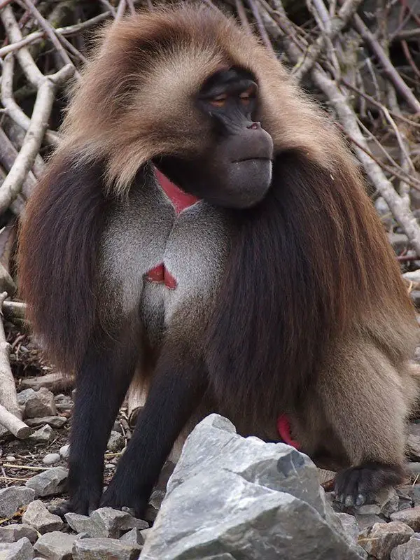 Gelada | The Animal Facts | Appearance, Diet, Habitat, Behavior