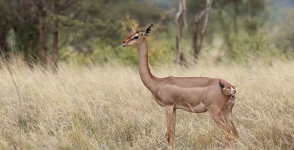 Gerenuk | The Animal Facts