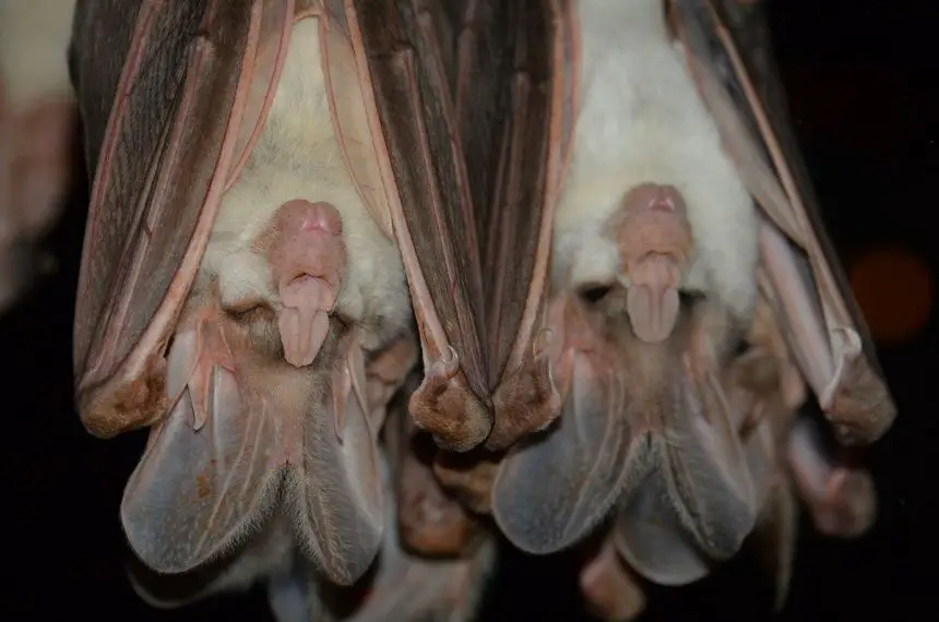 Ghost Bat | The Animal Facts | Appearance, Diet, Habitat, Lifespan, Range