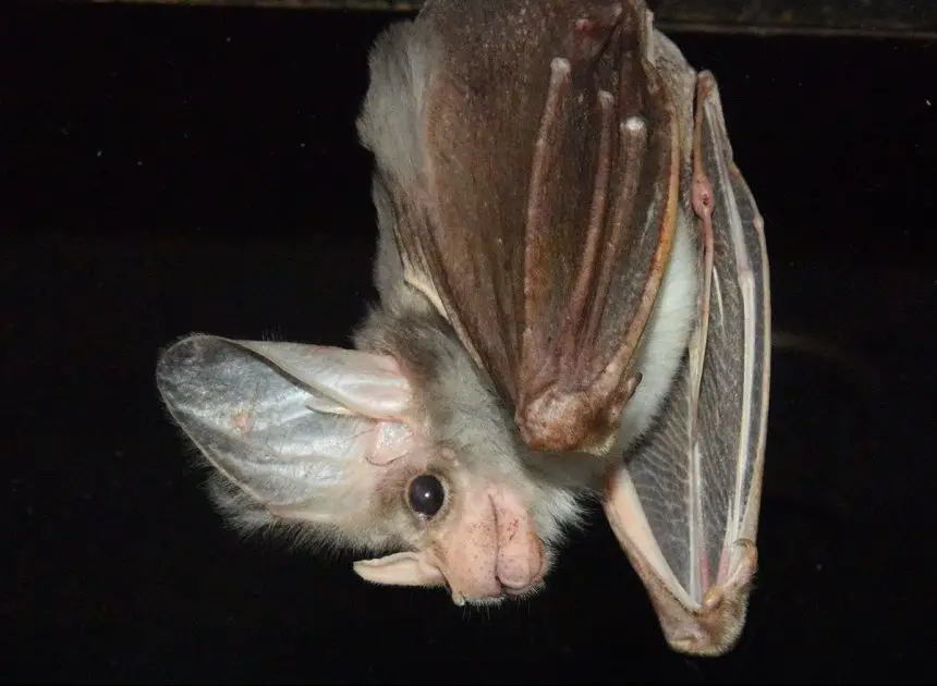 Ghost Bat | The Animal Facts | Appearance, Diet, Habitat, Lifespan, Range