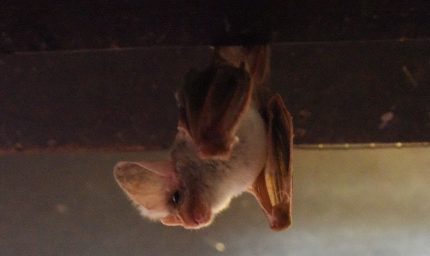 Ghost Bat | The Animal Facts | Appearance, Diet, Habitat, Lifespan, Range