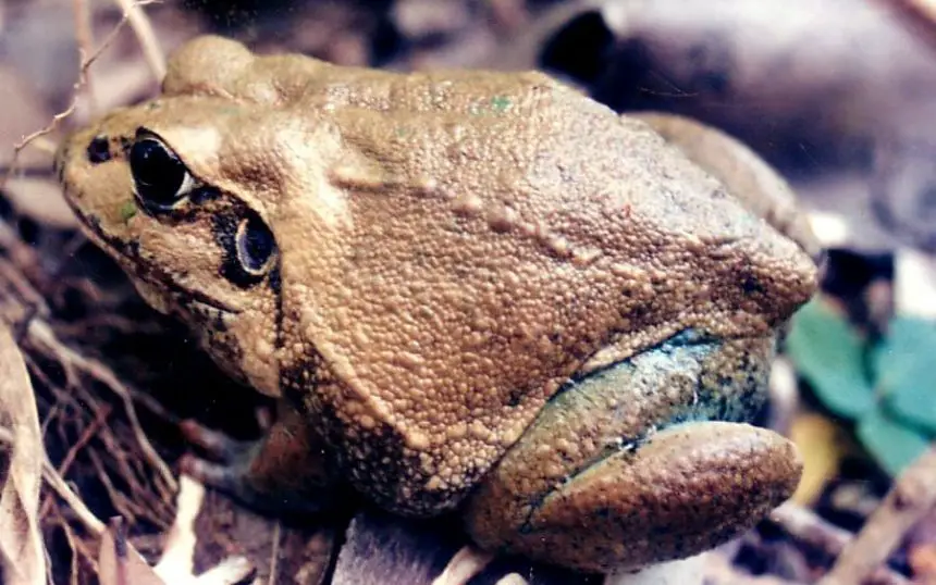 Giant Frog | The Animal Facts | Appearance, Diet, Habitat, Behavior