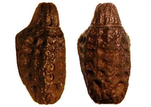 Giant Leaf Insect | The Animal Facts | Appearance, Diet, Habitat