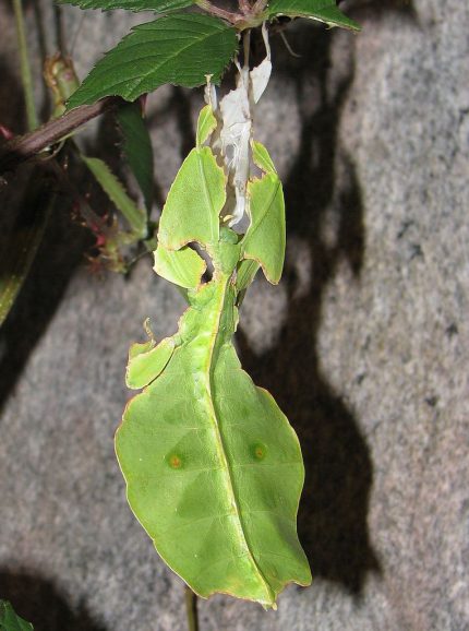 Giant Leaf Insect | The Animal Facts | Appearance, Diet, Habitat