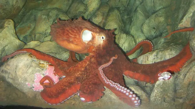 Giant Pacific Octopus - The Animal Facts - Appearance, Diet, Behavior