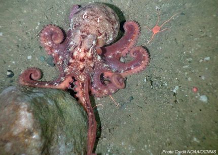 Giant Pacific Octopus - The Animal Facts - Appearance, Diet, Behavior