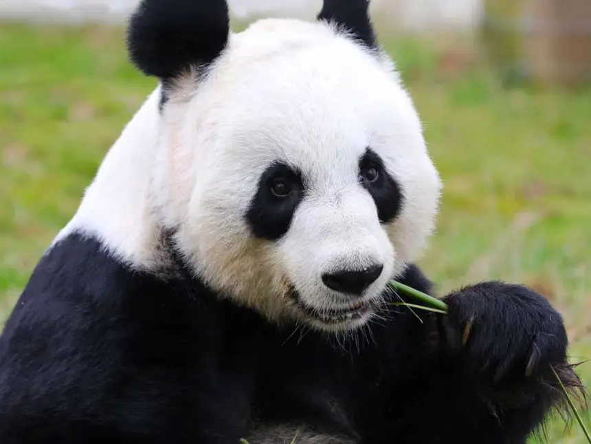 Pillbug | The Animal Facts | Appearance, Diet, Habitat, Behavior, Lifespan