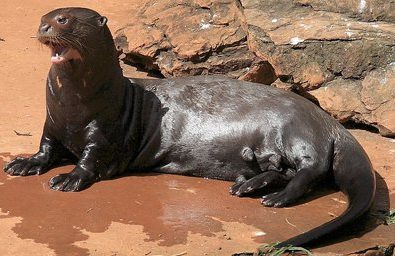 Giant otter | The Animal Facts