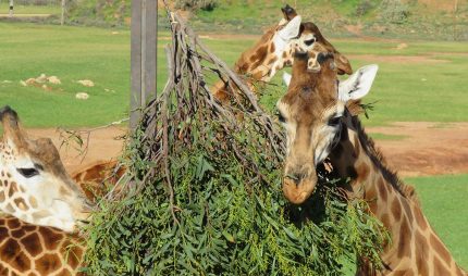 Meet Zarafa! Australia Zoo Introduce Latest Giraffe Calf