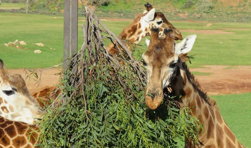 Reid Park Zoo Mourn Passing of Giraffe, Sota | The Animal Facts