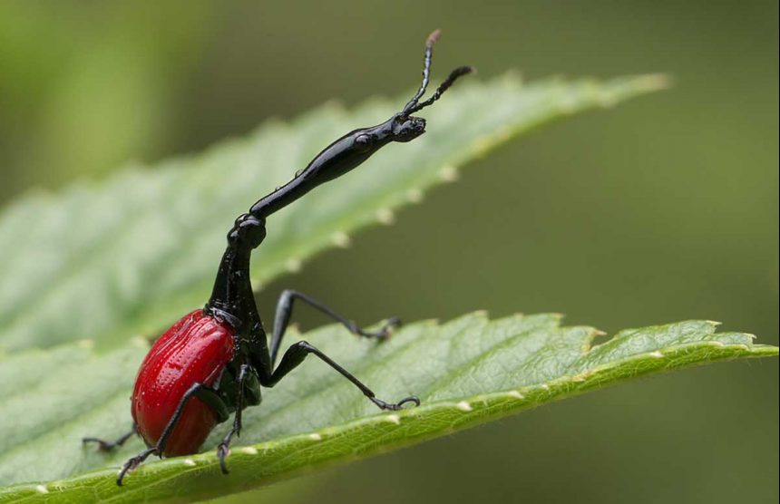 Giraffe Necked Weevil | The Animal Facts | Appearance, Diet, Habitat