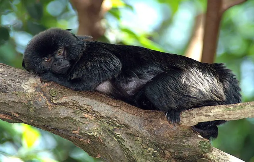 Goeldi’s Monkey | The Animal Facts | Appearance, Diet, Habitat, Behavior