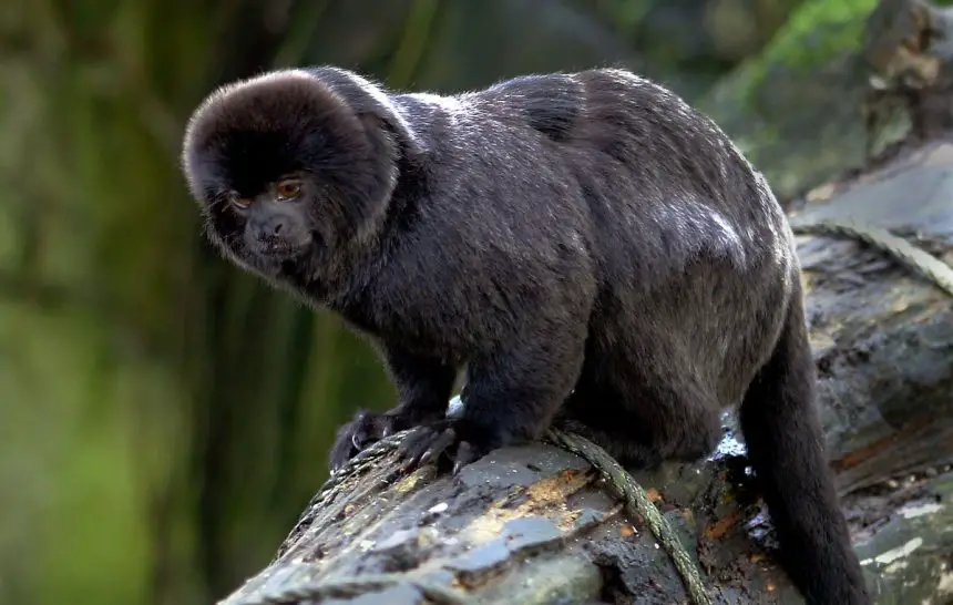 Goeldi’s Monkey | The Animal Facts | Appearance, Diet, Habitat, Behavior