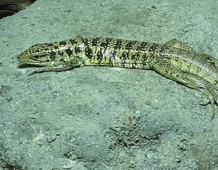 Golden Tegu | The Animal Facts | Appearance, Diet, Habitat, Behavior