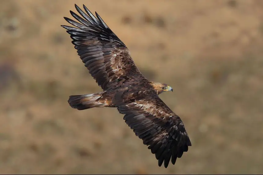 Golden Eagle | The Animal Facts | Appearance, Diet, Habitat, Lifespan
