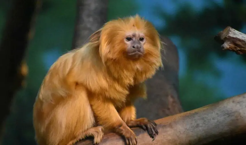 Super Dad, Fabio the Golden Lion Tamarin Celebrates Father’s Day