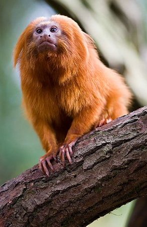 Golden Lion Tamarin | The Animal Facts