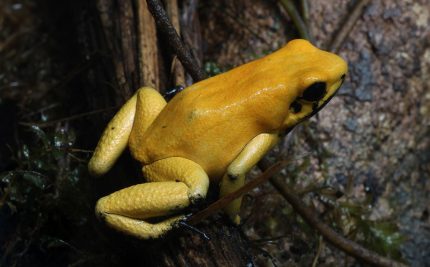 Golden Poison Frog | The Animal Facts | Appearance, Diet, Habitat, Range