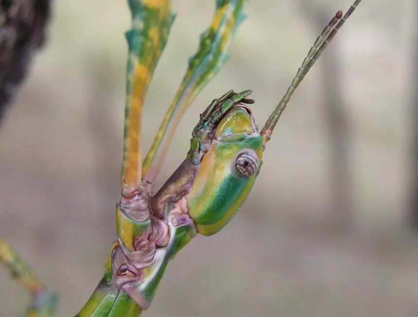 Spiny Leaf Stick Insect | The Animal Facts