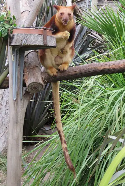 Goodfellow's Tree Kangaroo | The Animal Facts | Appearance, Diet, Habitat
