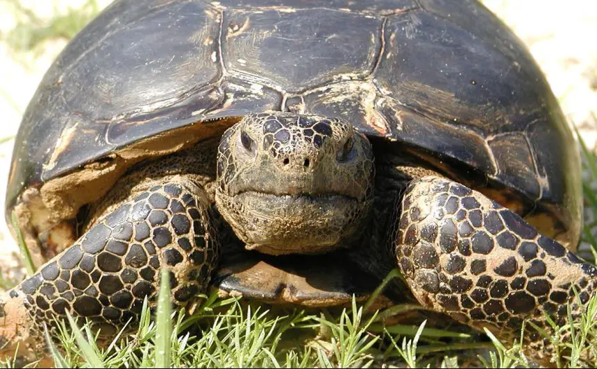 Gopher Tortoise - The Animal Facts - Appearance, Diet, Habitat, Behavior
