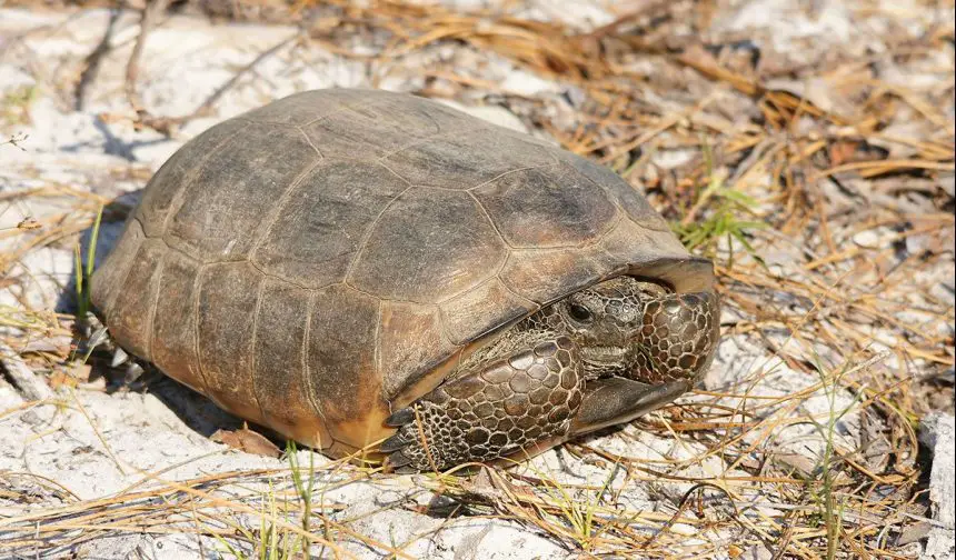 Gopher Tortoise - The Animal Facts - Appearance, Diet, Habitat, Behavior