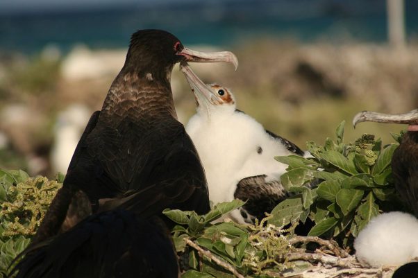 Great Frigatebird | The Animal Facts | Appearance, Habitat, Diet, Behavior