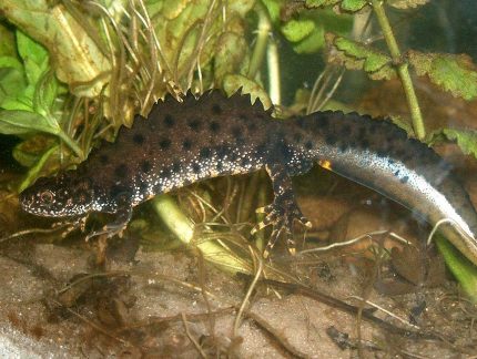 Eastern Newt | The Animal Facts | Appearance, Diet, Habitat, Behavior