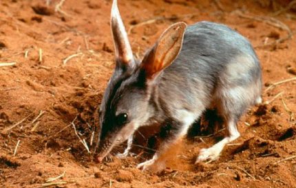 Greater Bilby | The Animal Facts | Appearance, Habitat, Diet, Behavior