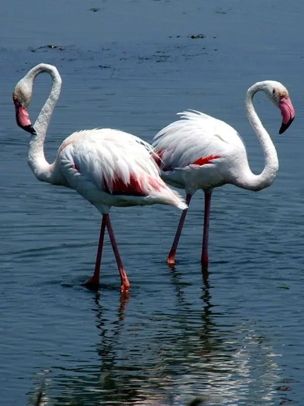Greater Flamingo | The Animal Facts | Appearance, Habitat, Diet