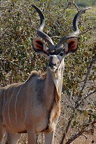 Greater Kudu | The Animal Facts