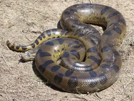 Green Anaconda | The Animal Facts