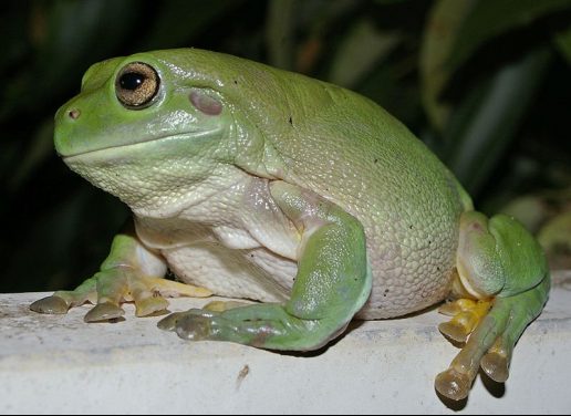 Green Tree Frog | The Animal Facts | Habitat, Diet, Appearance
