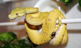 Green Tree Python | The Animal Facts | Appearance, Diet Habitat