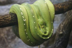 Green Tree Python | The Animal Facts | Appearance, Diet Habitat