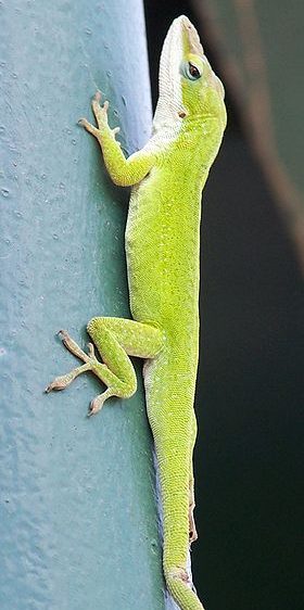 Green Anole | The Animal Facts Diet, Habitat, Behaviour, Lifespan, More!