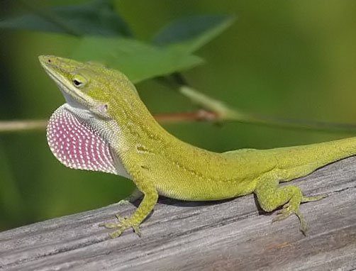 Brown Anole | The Animal Facts | Appearance, Diet, Habitat, Behavior
