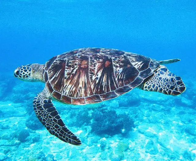Green Sea Turtle | The Animal Facts | Diet, Habitat, Breeding, Behaviour