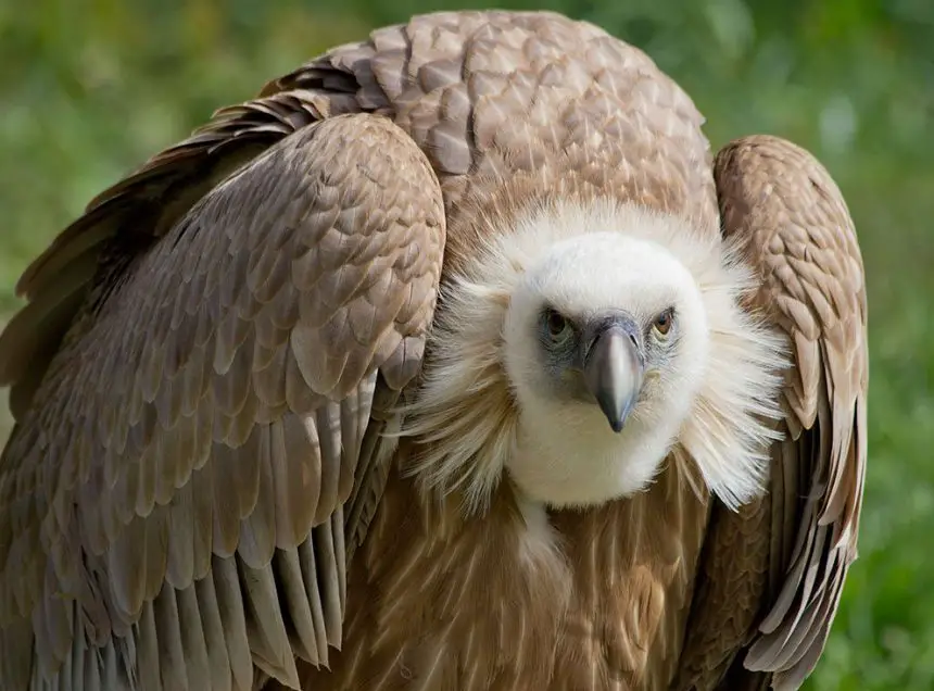 Bearded Vulture | The Animal Facts | Appearance, Diet, Habitat, Behavior